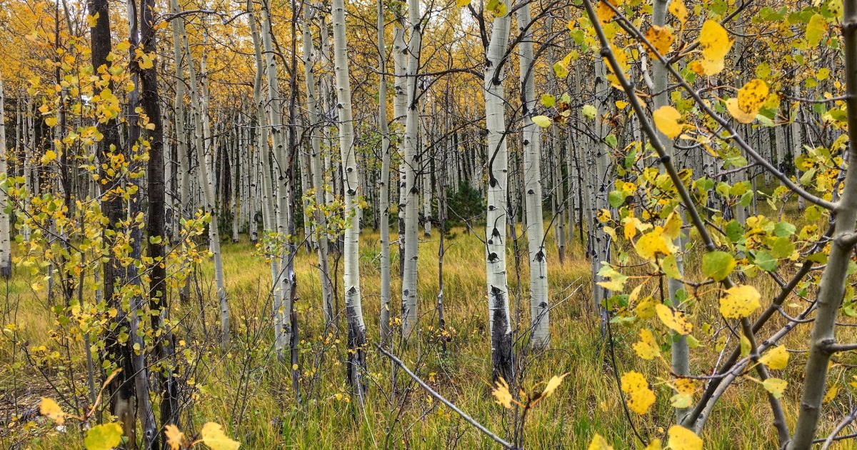Top Fall Aspen Tree Hikes - Visit Colorado Springs