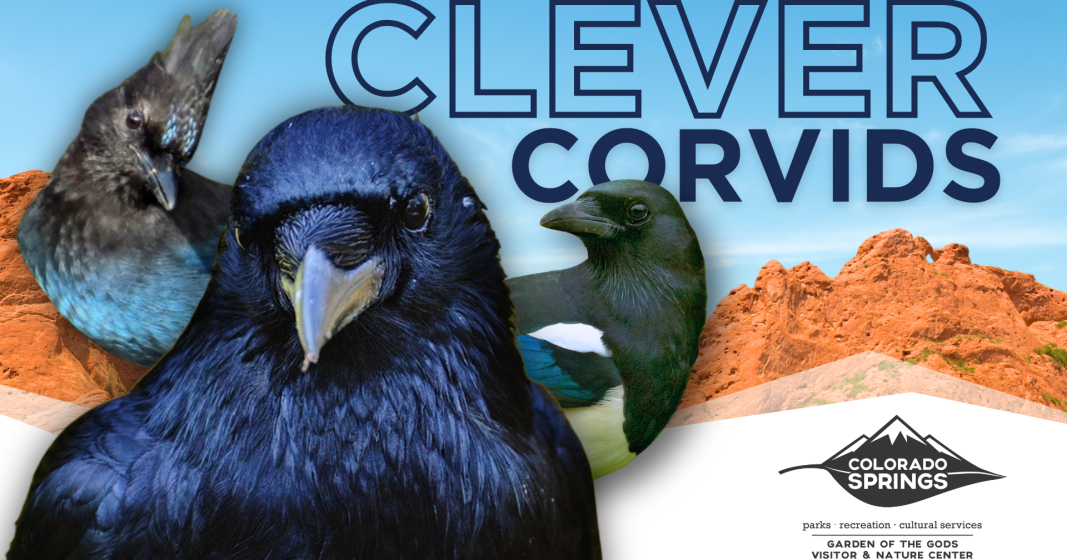Clever Corvids - Visit Colorado Springs